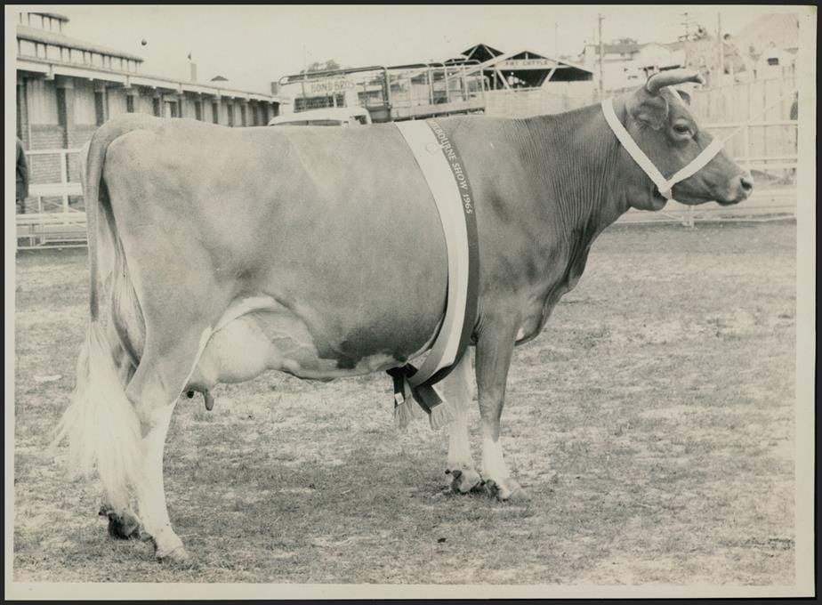 Photograph - Royal Melbourne Show Prize Winning Cow, 1965 (1)